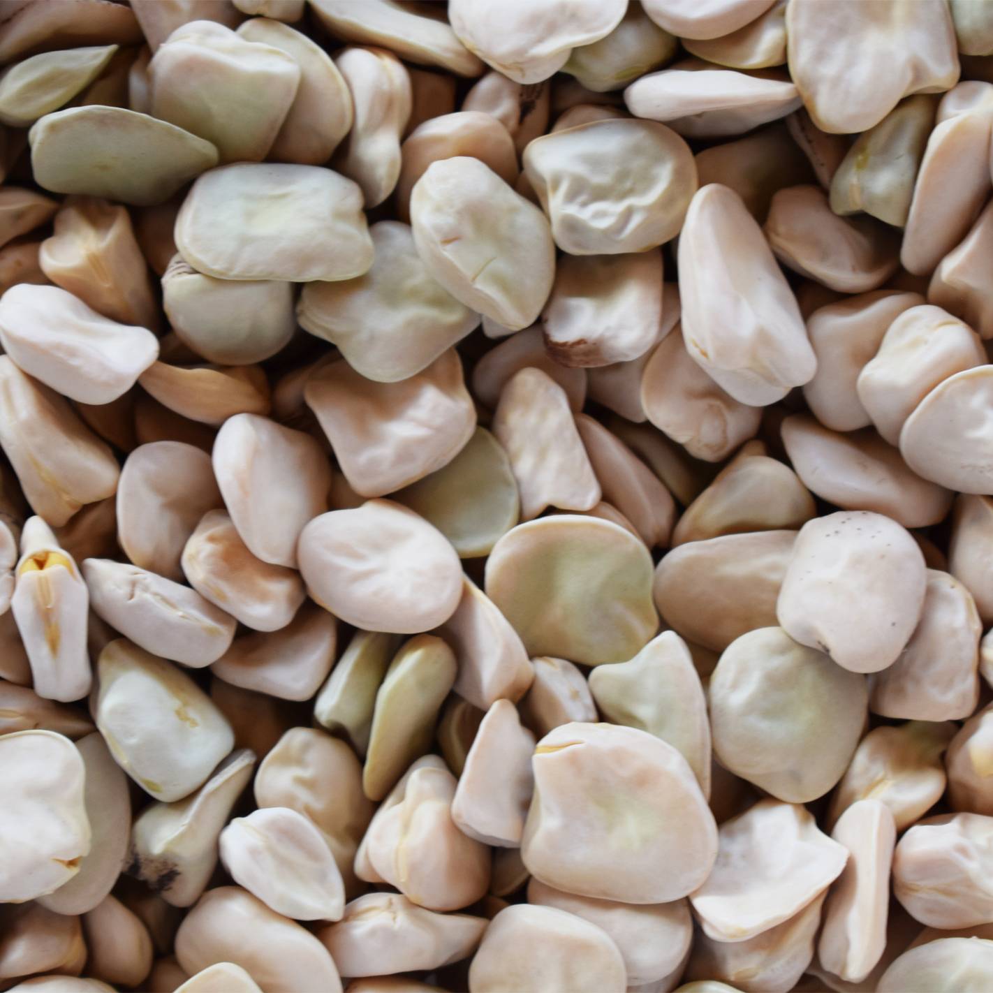 A leguminosa do mês: Chícharo - LeguCon